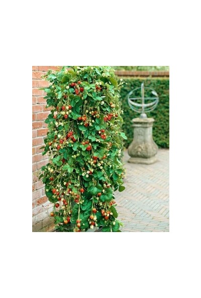 Ucuzluk Diyarı 60'lı Tırmanan Çilek Fidesi Açık Kök Taze Söküm ve Frigo Ucuzluk Diyarı 60'lı Tırmanan Çilek Fidesi Açık Kök Taze Söküm ve Frigo