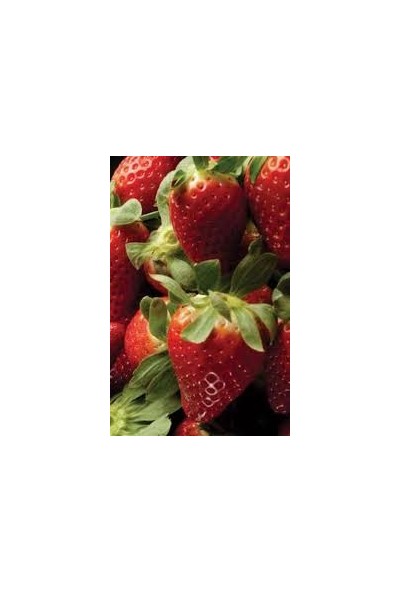 Ucuzluk Diyarı 500'LÜ Fern Çilek Fidesi Açık Kök Taze Söküm ve Frigo Ucuzluk Diyarı 500'LÜ Fern Çilek Fidesi Açık Kök Taze Söküm ve Frigo