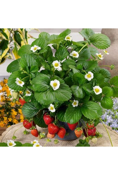 Ucuzluk Diyarı Osmanlı Çilek Fidesi 10'lu Frigo ve Taze Söküm Açık Kök Ucuzluk Diyarı Osmanlı Çilek Fidesi 10'lu Frigo ve Taze Söküm Açık Kök