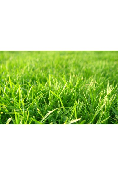 Grass Hızlı Gelişen Uzun Ömürlü Çim Tohumu Lolium Perenne Grass Hızlı Gelişen Uzun Ömürlü Çim Tohumu Lolium Perenne