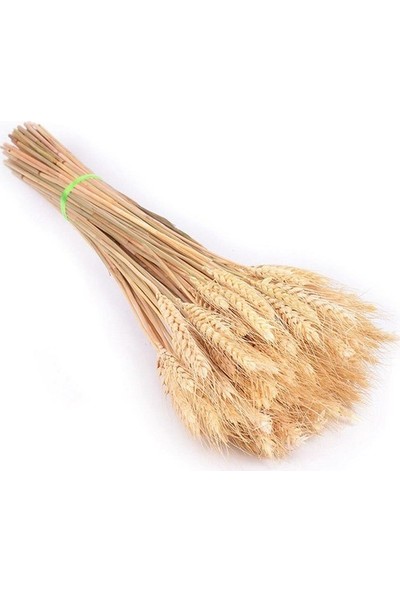 Kuru Çiçek Doğal Başak Buğday Başağı 1. Kalite Şoklanmış Bozulmaz Kuru Çiçek Doğal Başak Buğday Başağı 1. Kalite Şoklanmış Bozulmaz