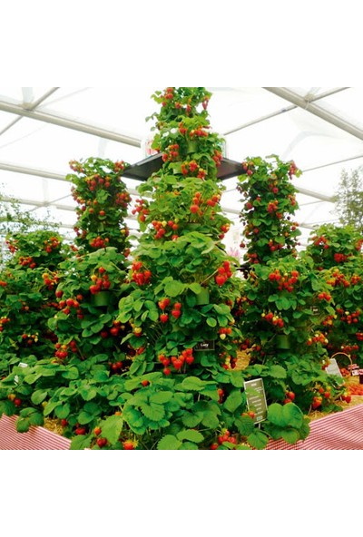 Çilek Diyarı 20 Adet Tırmanan Sarmaşık Açık Kök ve Firigo Çilek Diyarı 20 Adet Tırmanan Sarmaşık Açık Kök ve Firigo