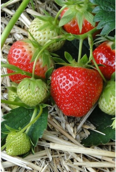 Çilek Diyarı 10 Adet Osmanlı Çilek Fidesi Açık Kök Ve Firigo