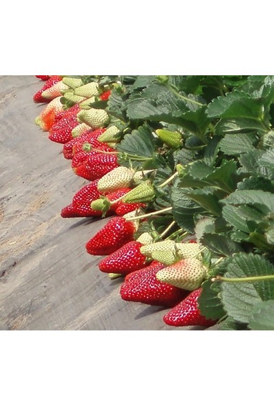 Çilek Diyarı 40'lı Portola Çilek Fidesi Açık Kök ve Firigo