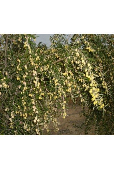 Çilek Diyarı Arbeguina Zeytin Fidanı 5 Adet 2 Yaş 1 Metre Boy Tüplü