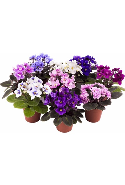 Afrika Menekşesi 3lü Set (Düz Renkler) Afrika Menekşesi 3lü Set (Düz Renkler)