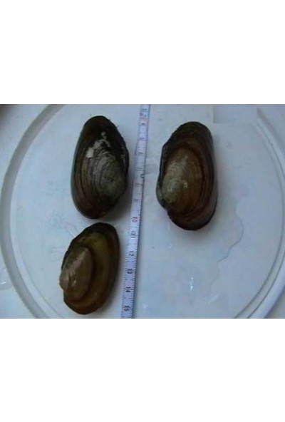 Tohum Diyarı Tatlı Su Midyesi Doğal Filtre 7-9 Cm Maxi Boy 1 Adet