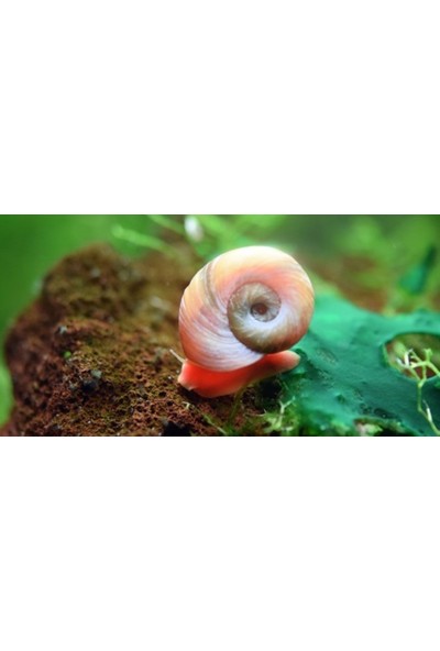 Tohum Diyarı Kırmızı Ramshorn Salyangoz 5 Adet