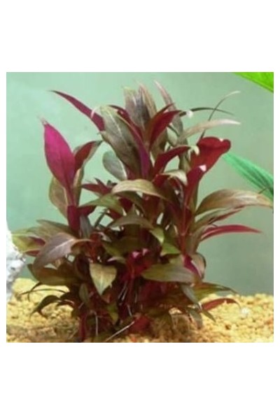 Tohum Diyarı Mavi Ramshorn Salyangoz 5 Adet Tohum Diyarı Mavi Ramshorn Salyangoz 5 Adet