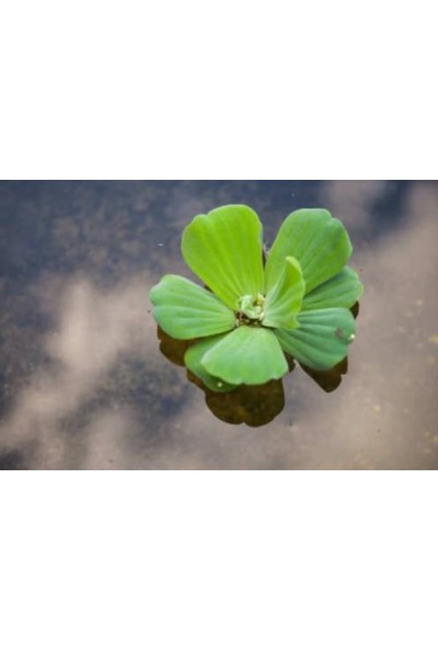 Tohum Diyarı Dev Pistia Su Marulu 10-15 Cm Su Üstü Bitkis