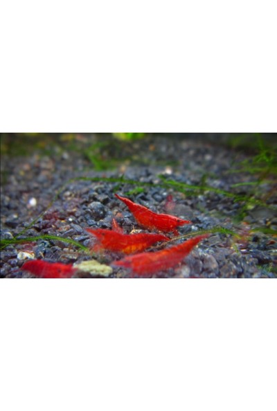 Tohum Diyarı Kırmızı Sakura Karides 10 Lu Paket