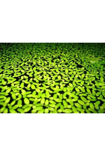 Tohum Diyarı Lemna Minor - Su Mercimeği 200+ Bitki