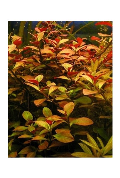 Tohum Diyarı Ludwigia Repens (Gül) 1 Bağ Bitki - Canlı Bitki Tohum Diyarı Ludwigia Repens (Gül) 1 Bağ Bitki - Canlı Bitki