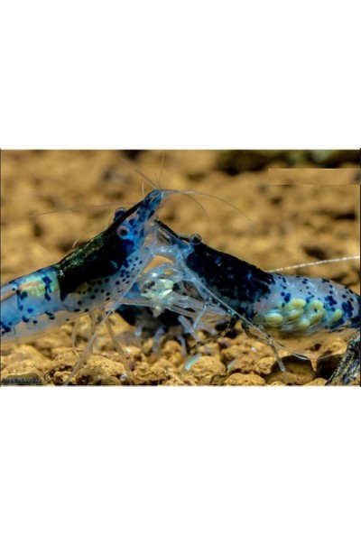 Tohum Diyarı Mavi Siyah Rili Karides 10 Lu Paket