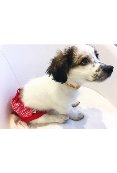 Dogi & Dog Kırmızı Puantiyeli Regli Kilotu Köpek Kiyafeti