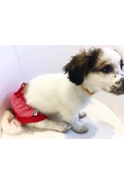 Dogi & Dog Kırmızı Puantiyeli Regli Kilotu Köpek Kiyafeti