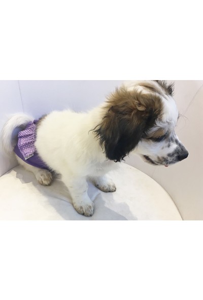 Dogi & Dog Mor Puantiyeli Regl Kilotu Köpek İç Çamaşırı Dogi & Dog Mor Puantiyeli Regl Kilotu Köpek İç Çamaşırı