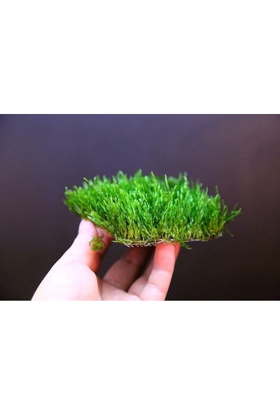 Akvaryum Bitkileri Flame Moss Flame Moss
