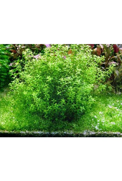 Akvaryumbitkileri Micranthemum Micranthemoides (Micra) - Akvaryum Bitkisi Akvaryumbitkileri Micranthemum Micranthemoides (Micra) - Akvaryum Bitkisi
