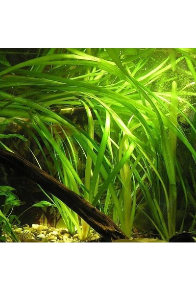 Akvaryumbitkileri Vallisneria Torta Saz Bitkisi 1 Bağ 5 Kök