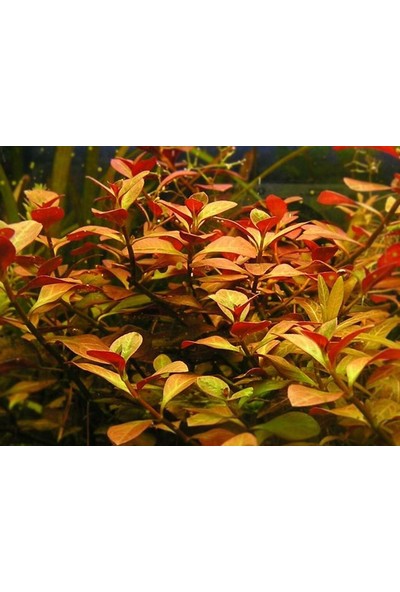 Akvaryumbitkileri Ludwigia Repens 1 Bağ Akvaryum Bitkisi 5 Kök Akvaryumbitkileri Ludwigia Repens 1 Bağ Akvaryum Bitkisi 5 Kök