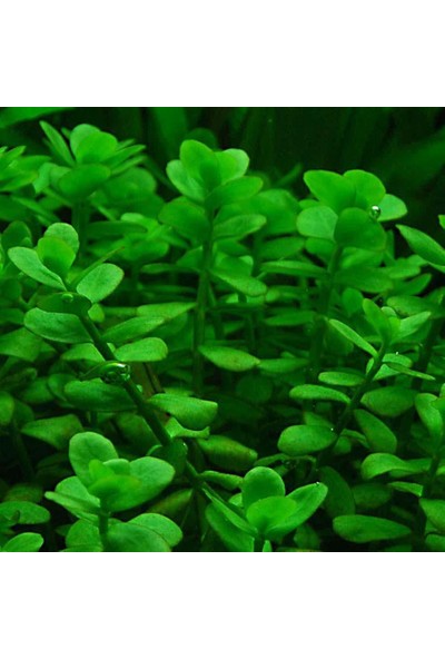 Akvaryumbitkileri Bacopa Caroliniana 1 Bağ Akvaryum Bitkisi 5 Kök Akvaryumbitkileri Bacopa Caroliniana 1 Bağ Akvaryum Bitkisi 5 Kök