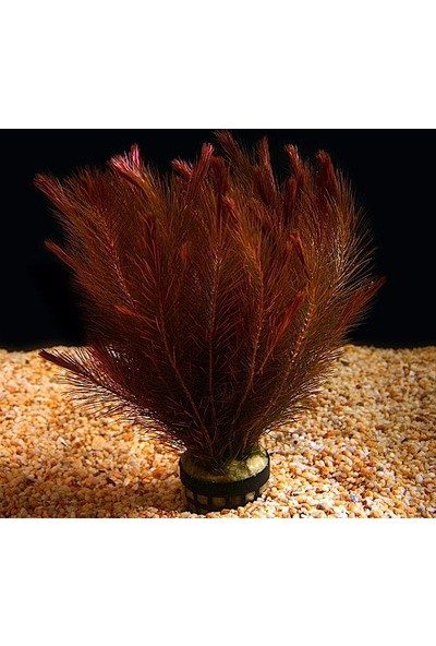 Akvaryumbitkileri Rotala Wallichii 1 Bağ Akvaryum Bitkisi 5 Kök Akvaryumbitkileri Rotala Wallichii 1 Bağ Akvaryum Bitkisi 5 Kök