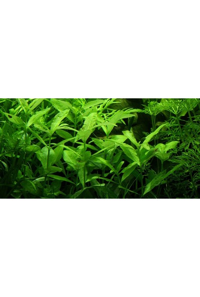 Hygrophila Polyspermahygrophila Polysperma - 1 Bağ Akvaryum Bitkisi 5 Kök Hygrophila Polyspermahygrophila Polysperma - 1 Bağ Akvaryum Bitkisi 5 Kök