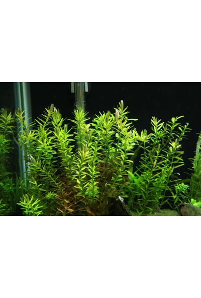 Rotala İndica Greenrotala İndica Green 1 Bağ Akvaryum Bitkisi 5 Kök
