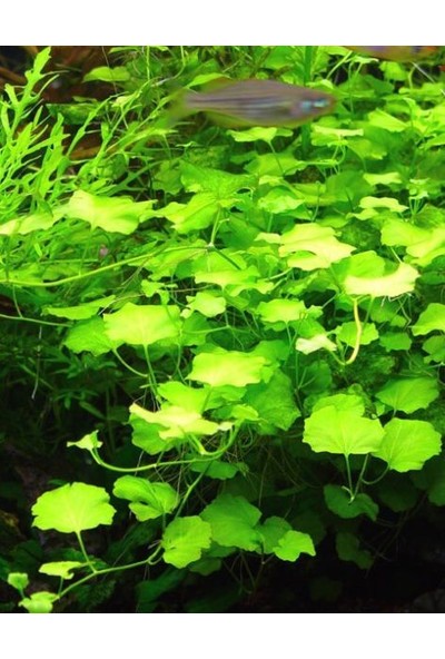 Cardamine Lyratacardamine Lyrata 1 Bağ Akvaryum Bitkisi Cardamine Lyratacardamine Lyrata 1 Bağ Akvaryum Bitkisi