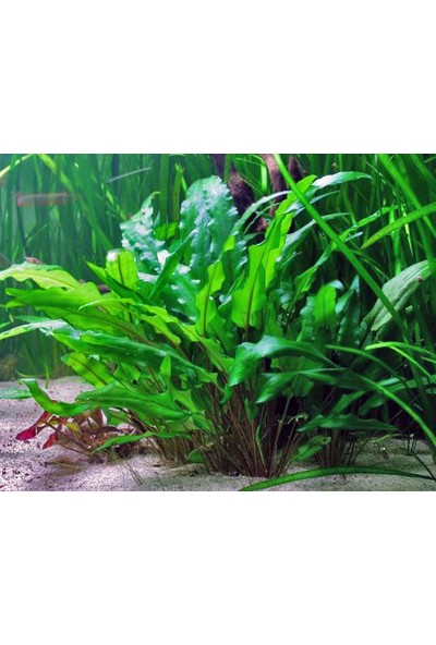Cryptocoryne Wendtii ' Greencryptocoryne Wendtii ' Green ' 1 Bağ Akvaryum Bitkisi 3 kök Cryptocoryne Wendtii ' Greencryptocoryne Wendtii ' Green ' 1 Bağ Akvaryum Bitkisi 3 kök