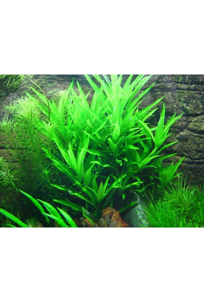 Nomaphila Siamensisnomaphila Siamensis 1 Bağ Akvaryum Bitkisi 5 Kök Nomaphila Siamensisnomaphila Siamensis 1 Bağ Akvaryum Bitkisi 5 Kök