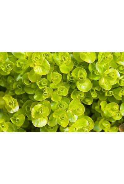 Lysimachia Nummularia Greenlysimachia Nummularia Green (Kokulu) 1 Bağ Akvaryum Bitkisi 5 Kök Lysimachia Nummularia Greenlysimachia Nummularia Green (Kokulu) 1 Bağ Akvaryum Bitkisi 5 Kök