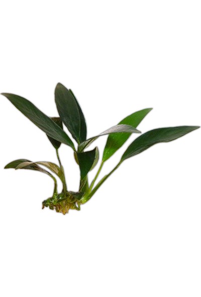 Anubias Afzeliianubias Afzelii Akvaryum Bitkisi 3-4 Yapraklı Anubias Afzeliianubias Afzelii Akvaryum Bitkisi 3-4 Yapraklı
