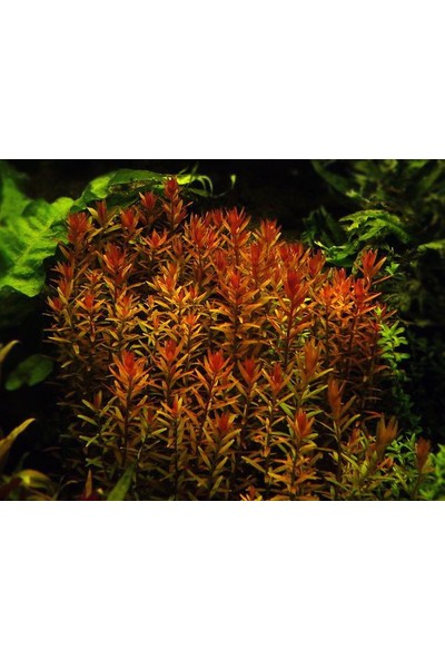 Rotala Rotundifolia Redrotala Rotundifolia Red 1 Bağ Akvaryum Bitkisi - 5 Kök Rotala Rotundifolia Redrotala Rotundifolia Red 1 Bağ Akvaryum Bitkisi - 5 Kök
