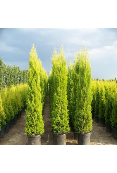 E-Fidancim Tüplü Limoni Servi Fidanı