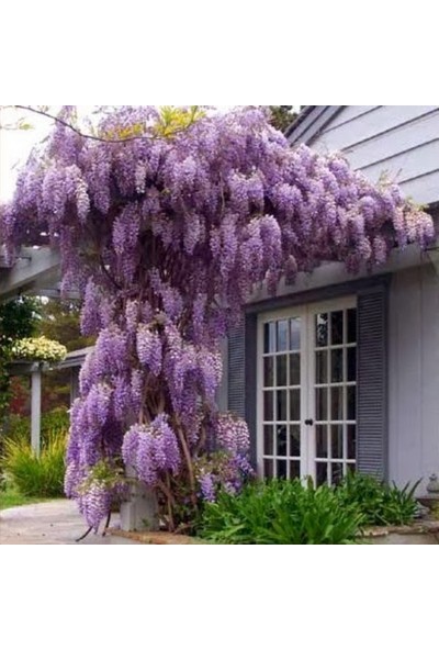 E-Fidancim Tüplü Mor Salkım Fidanı