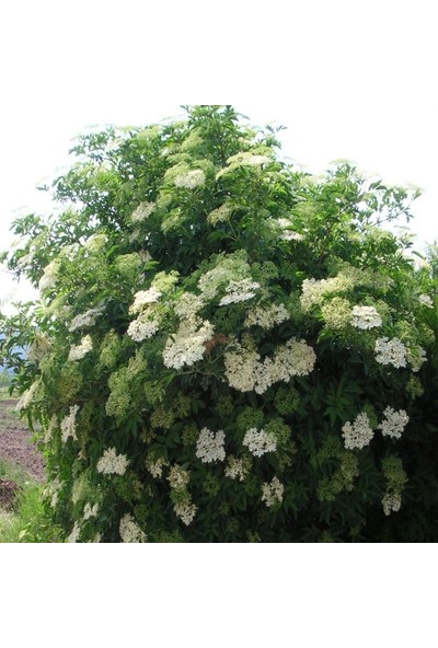 E-Fidancim Mürver Ağacı Fidanı