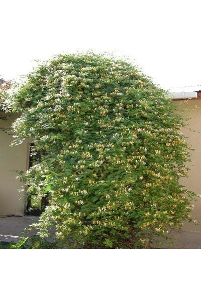 E-Fidancim Tüplü Lonicera Caprifolium Hanım Eli Fidanı