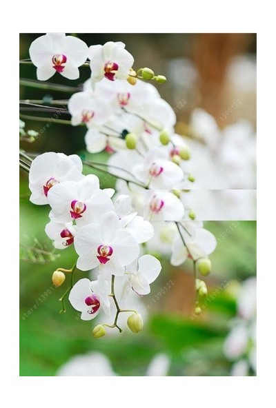 Tohum Diyarı Beyaz Kırmızı Noktalı Orkide Tohumu 10+ Tohum