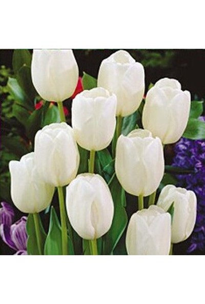 Tohum Diyarı Beyaz Lale Tohumu 5+ Tohum Tohum Diyarı Beyaz Lale Tohumu 5+ Tohum