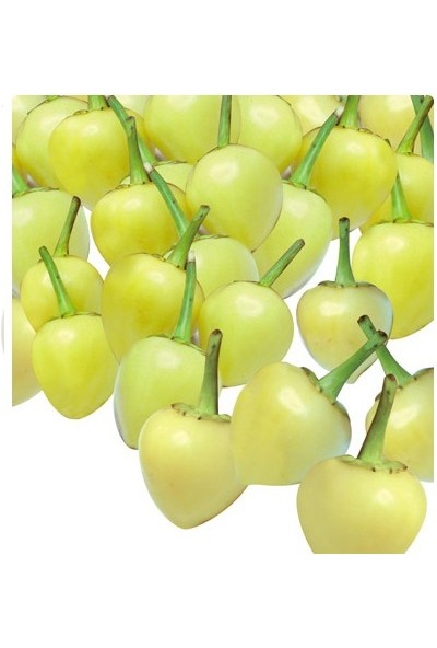 Tohum Diyarı Biberiye Tohumu 10+ Tohum