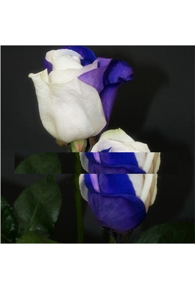 Tohum Diyarı Çok Özel Beyaz Mavi Gül Tohumu 10+ Tohum