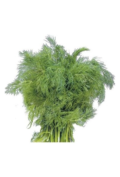 Tohum Diyarı Dere Otu Tohumu 10 Tohum