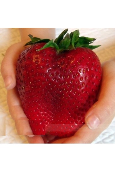 Tohum Diyarı Dev Çilek Tohumu 10+ Tohum