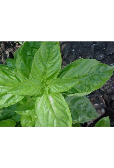Tohum Diyarı Fesleğen (Reyhan) İri Yaprak+ 10 Tohum