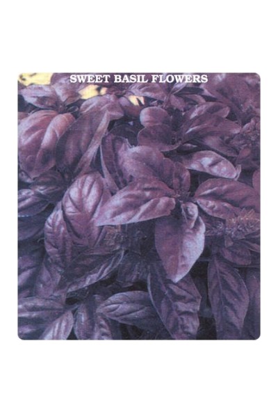 Tohum Diyarı Fesleğen Mor Reyhan Tohumu 10+ Tohum