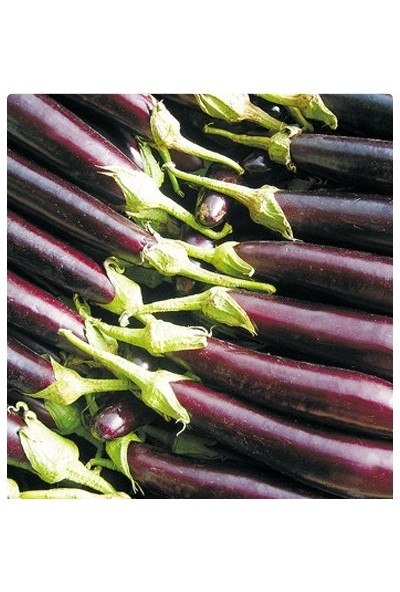 Tohum Diyarı Halep Karası Patlıcan Tohumu 10+ Tohum Tohum Diyarı Halep Karası Patlıcan Tohumu 10+ Tohum