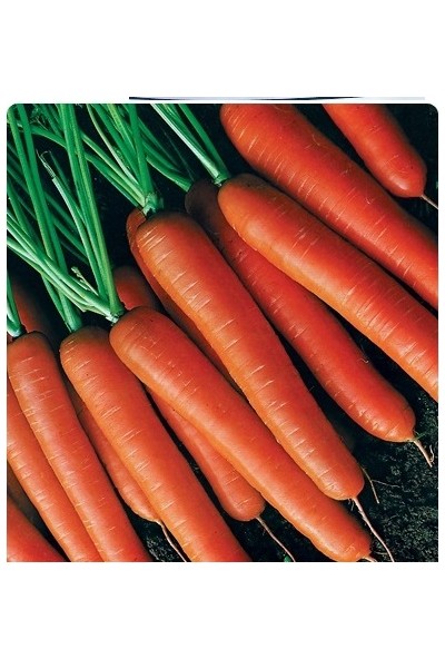 Tohum Diyarı Havuç Tohumu 10+ Tohum