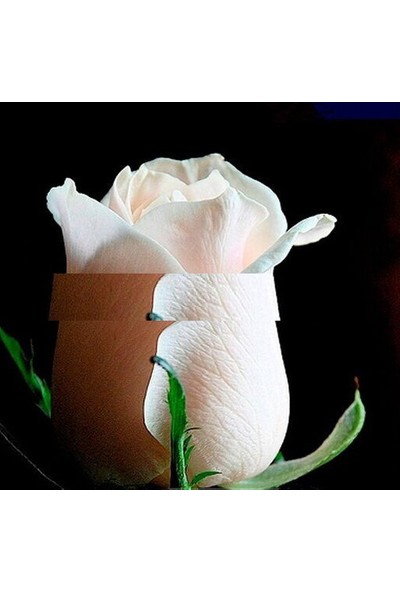 Tohum Diyarı Işık Pembesi Gül Tohumu 10 Tohum